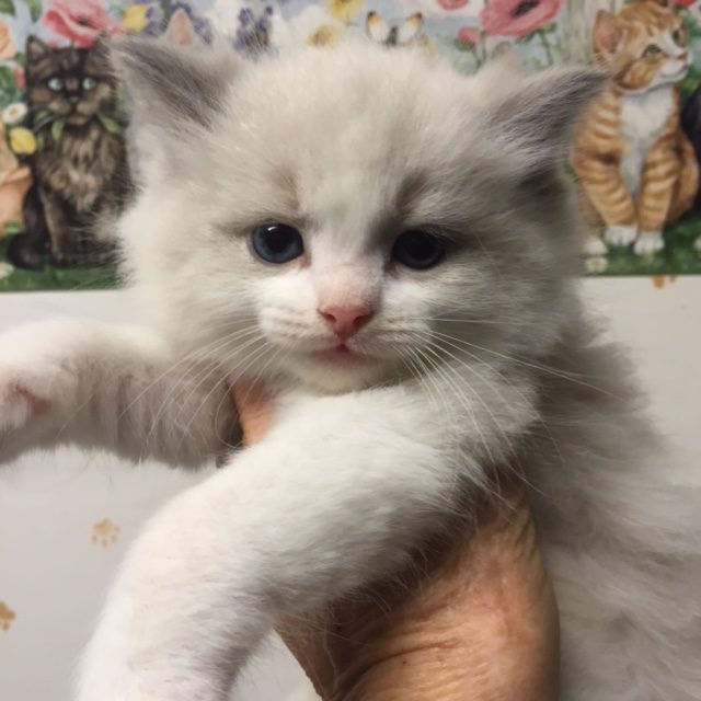 Ragdoll Happy Clients Pictures | RAGBENCHER Ragdolls