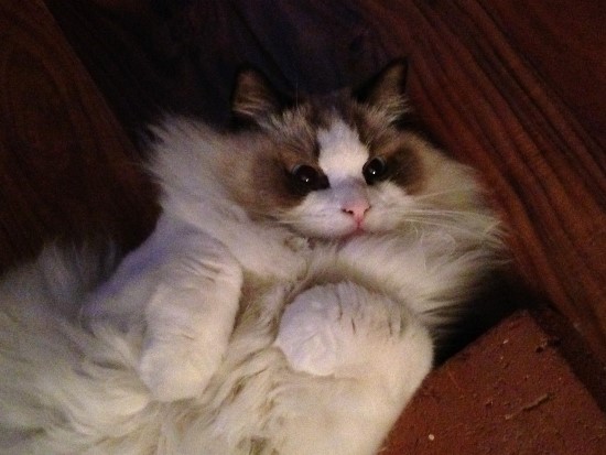 Ragdoll Happy Clients Pictures | RAGBENCHER Ragdolls