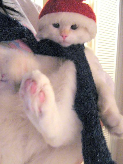 Ragdoll Happy Clients Pictures | RAGBENCHER Ragdolls