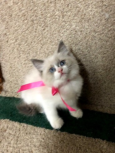 Blue bicolor female_journey-Clyde3 | RAGBENCHER Ragdolls
