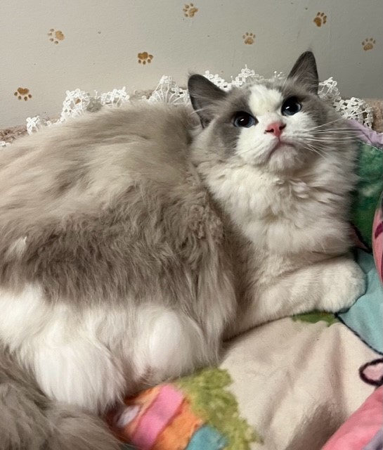 Ragdoll Available Kittens San Diego CA | RAGBENCHER Ragdolls